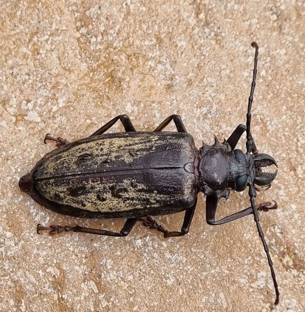 Giant Longhorn from Lotri Bay, Siavonga, Zambia on December 22, 2021 at ...