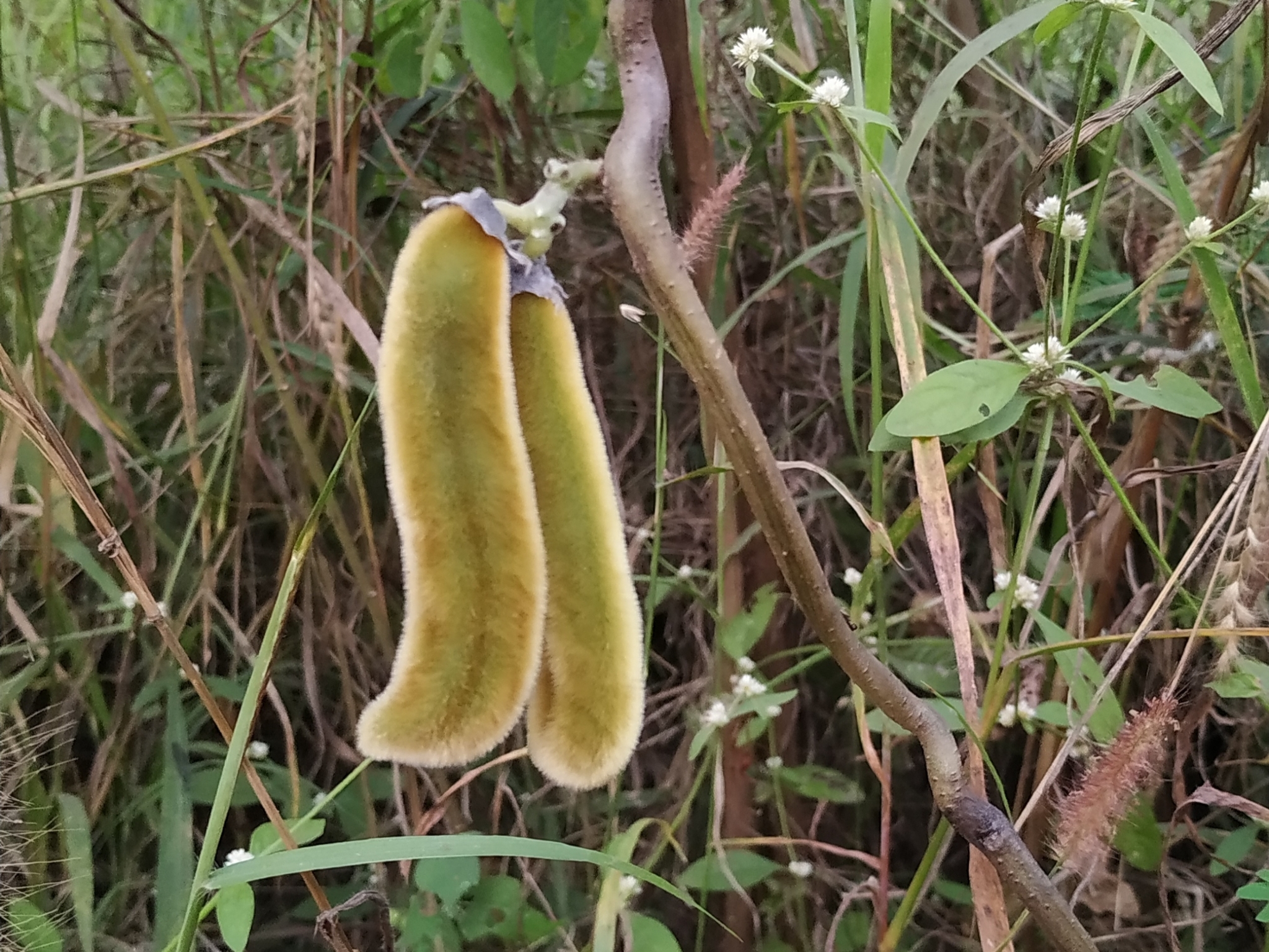 Mucuna pruriens (L.) DC.