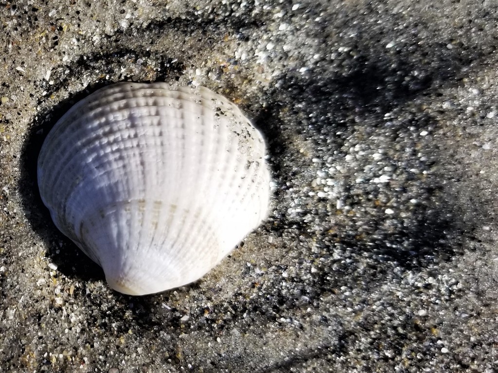 California Venus (China Cove Organisms) · iNaturalist