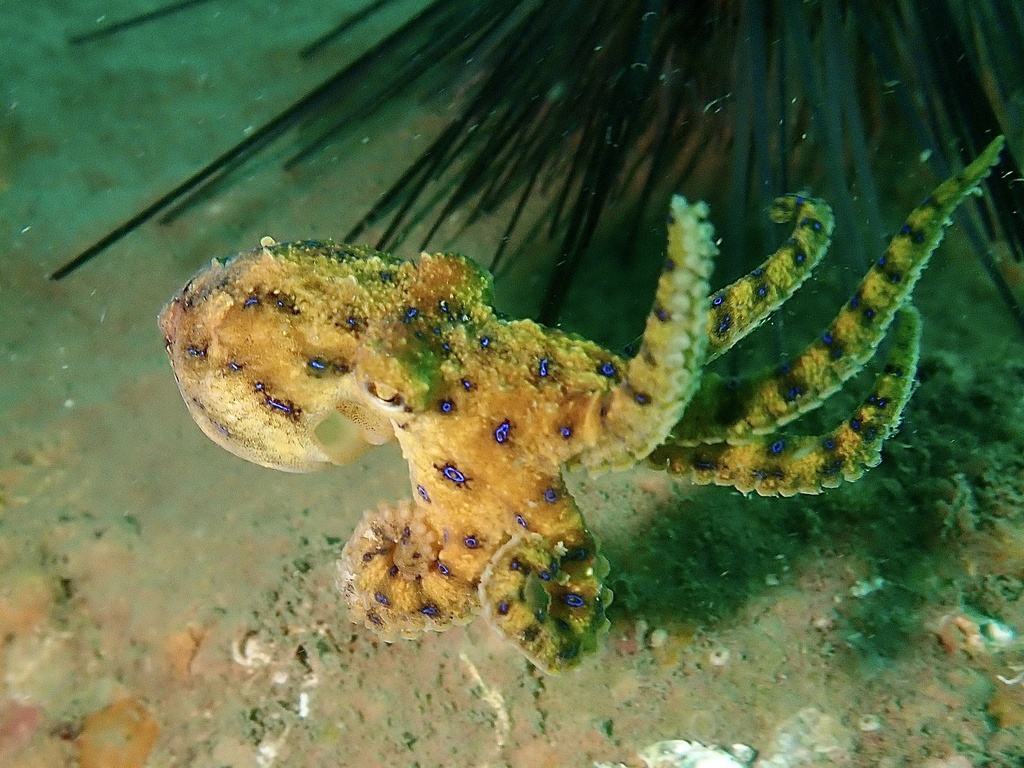Blue-ringed Octopuses from South China Sea, Hong Kong, HK on January 15 ...