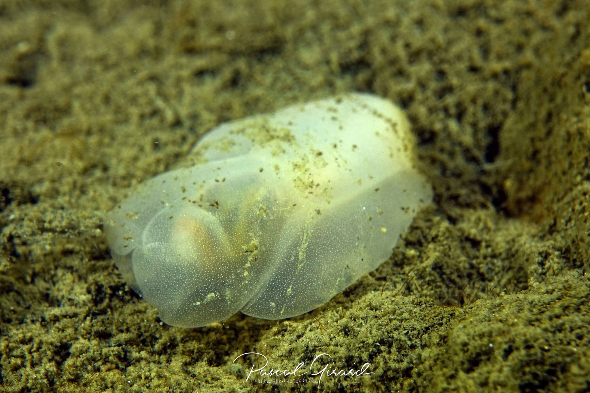 Philine quadripartita Ascanius, 1772