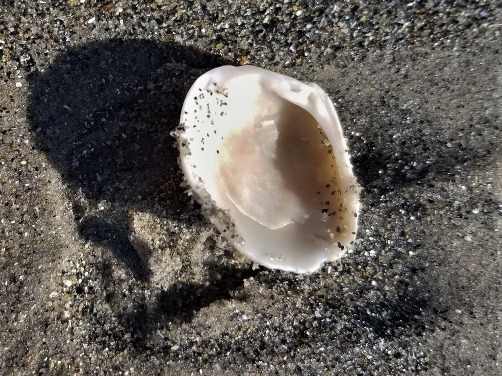 California Venus (China Cove Organisms) · iNaturalist