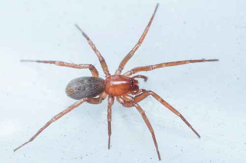 Genus Cybaeodes · iNaturalist