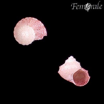 Caracolito de tapón (Pseudostomatella erythrocoma)