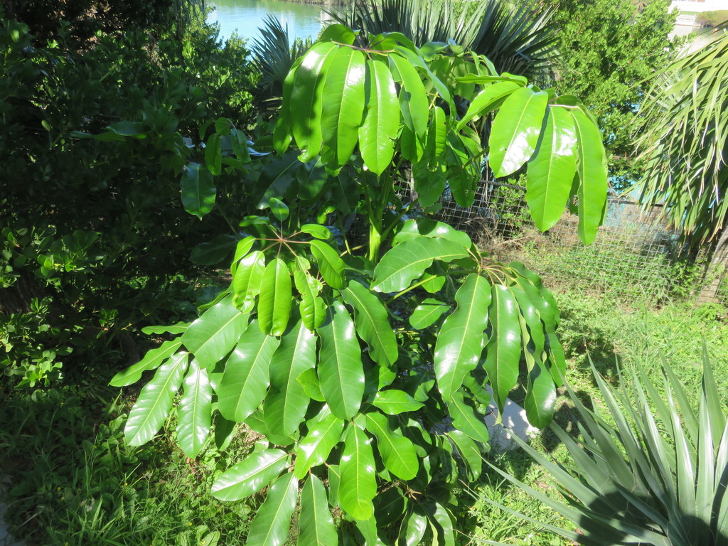 Australian Umbrella Tree from Hamilton, BM on November 2, 2015 at 10:53 ...