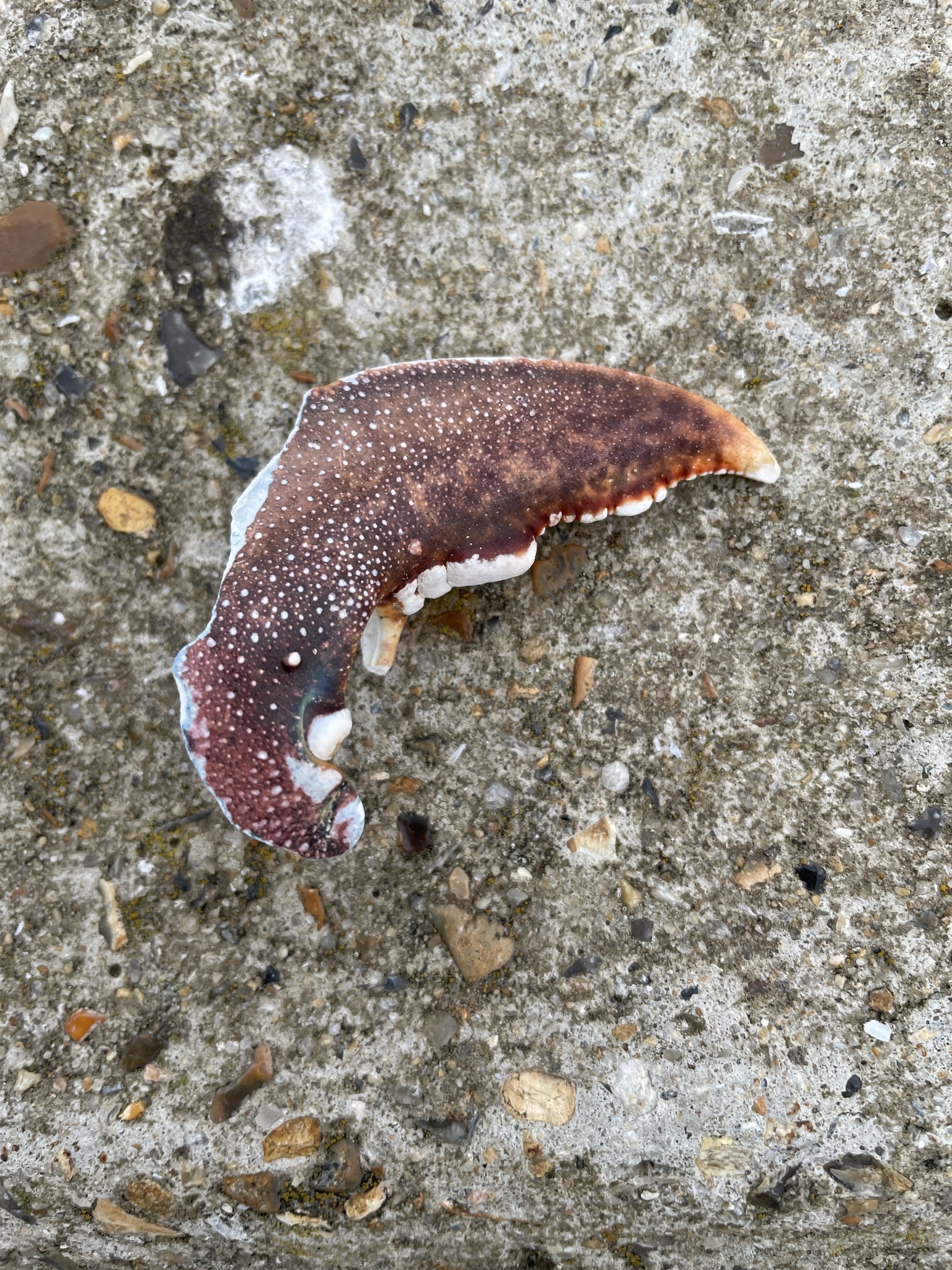 Homarus gammarus (Linnaeus, 1758)