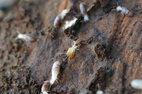 Termita (Termes hispaniolae)