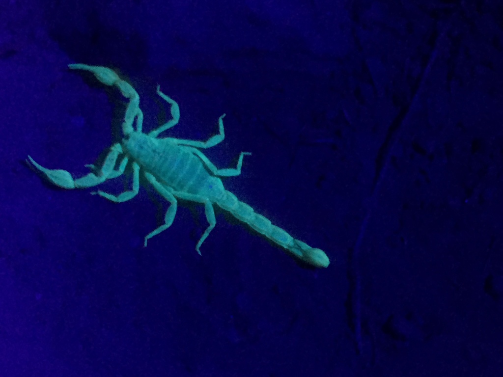 California common scorpion from Los Padres National Forest, Greenfield ...