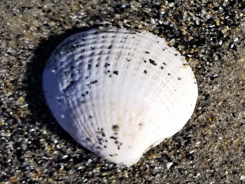 Wavy Chione (China Cove Organisms) · iNaturalist