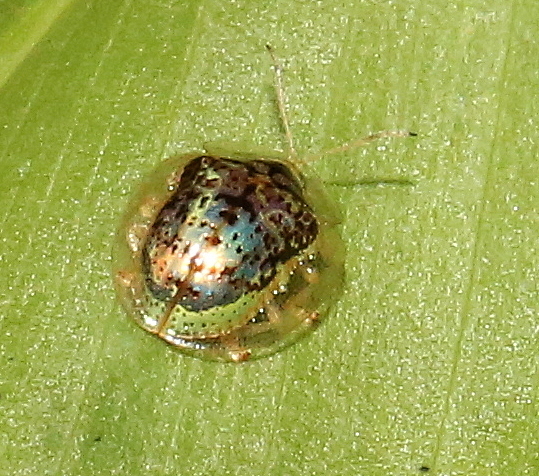Microctenochira from Tuis, Provincia de Cartago, Turrialba, Costa Rica ...