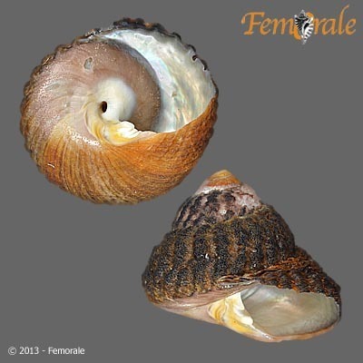 Tegula turbinata · iNaturalist