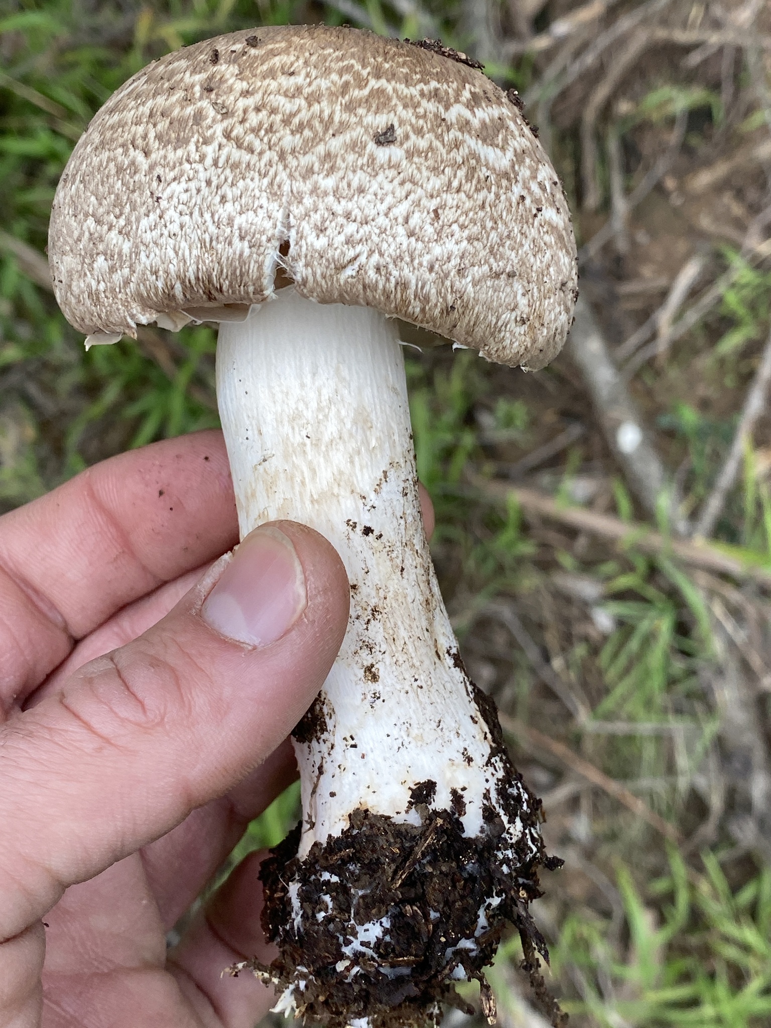 Agaricus augustus Fr.