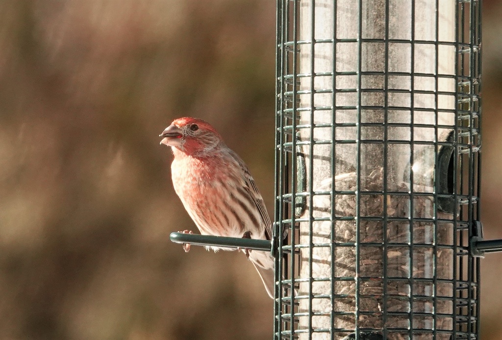 House Finch from Scarlet Tanager Loop, Laurel, MD, US on January 10 ...