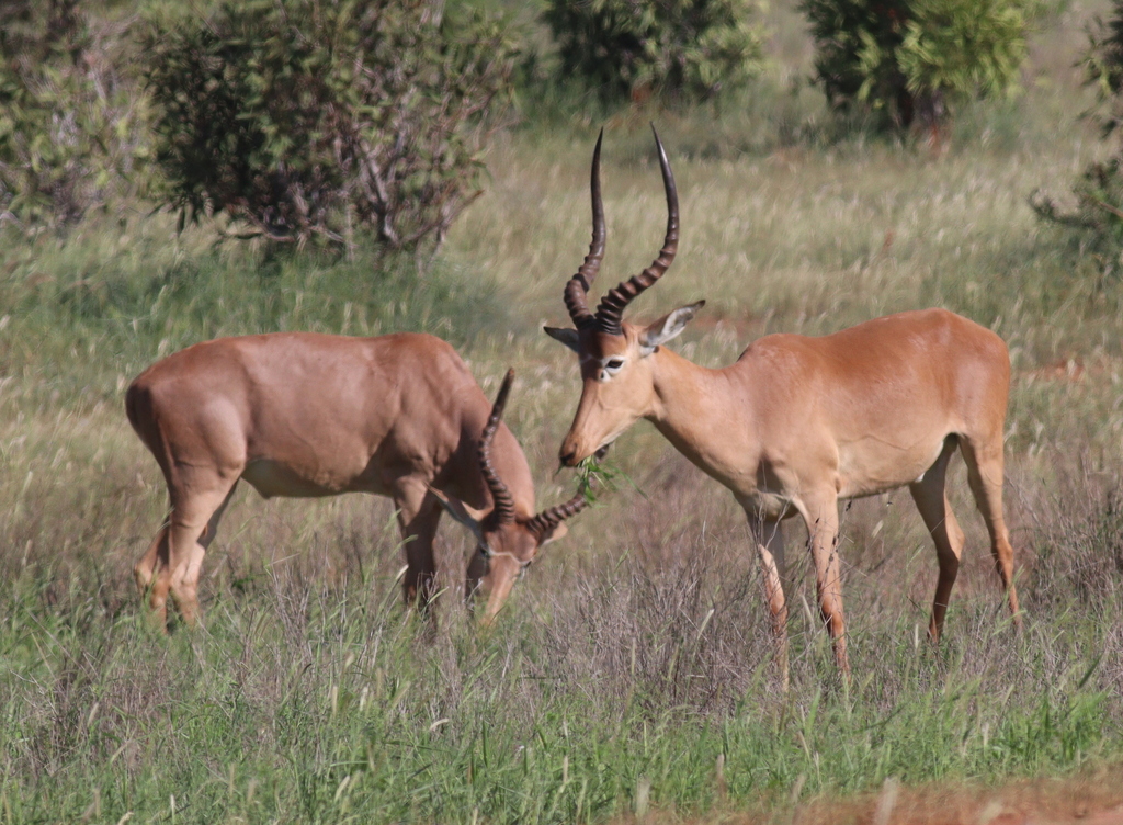 Hirola (Beatragus hunteri) - Know Your Mammals