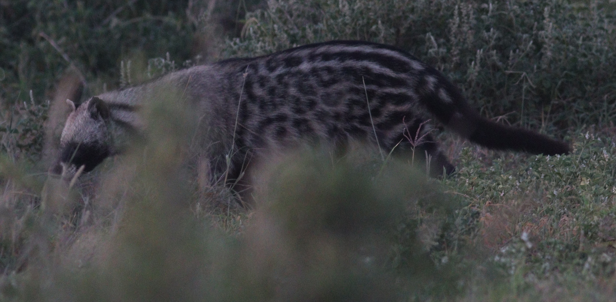 Civettictis civetta (Schreber, 1776)