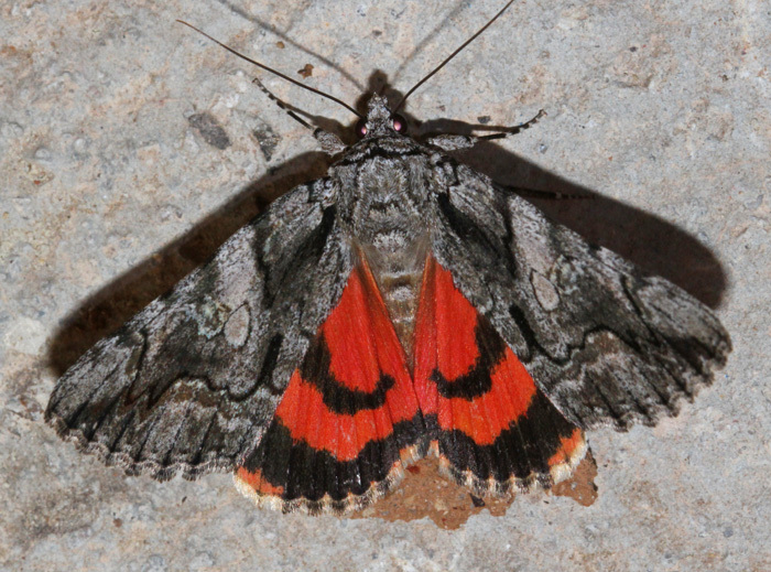 Catocala verrilliana Grote, 1875