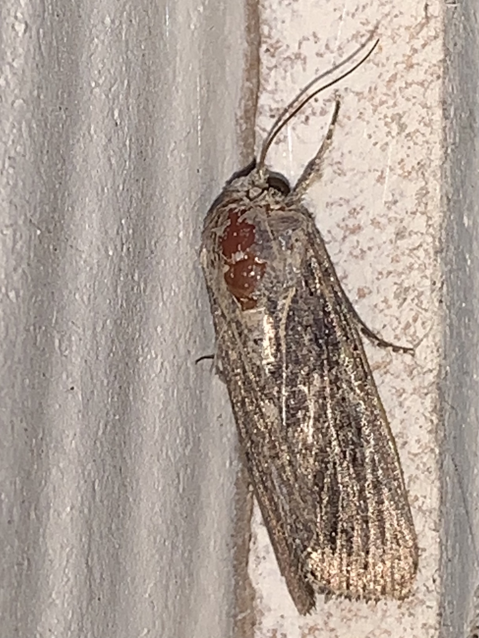 Spodoptera frugiperda J.E.Smith, 1797