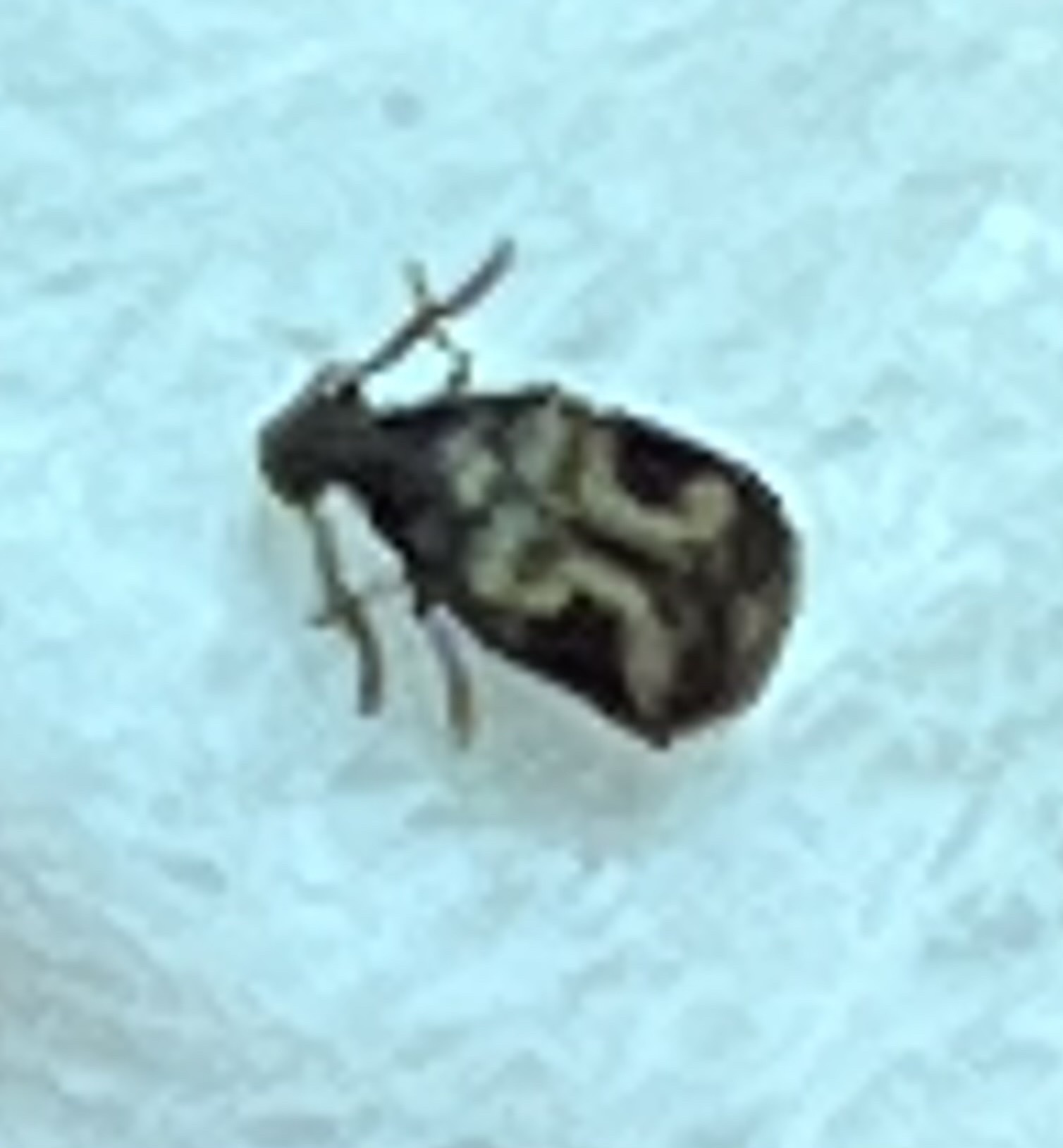 Callosobruchus maculatus (Fabricius, 1775)