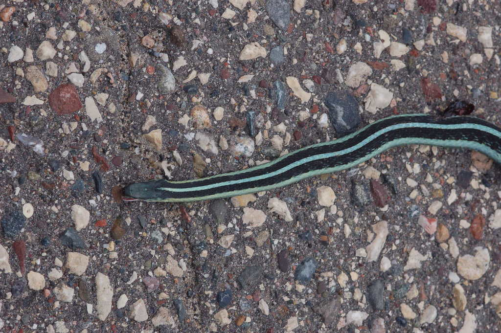Eastern Garter Snake from Columbus, MN, USA on September 28, 2008 at 01 ...