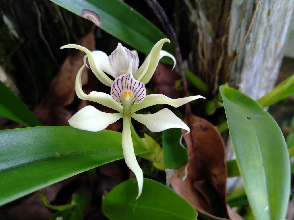 Prosthechea aemula (Flora da Reserva Ducke) · iNaturalist