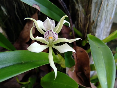 Prosthechea aemula · iNaturalist