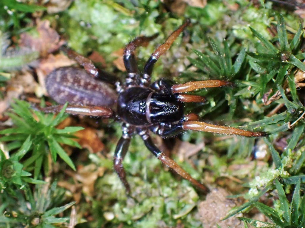 Damarchus workmani from Pahang #1, Malaysia on January 15, 2022 at 12: ...