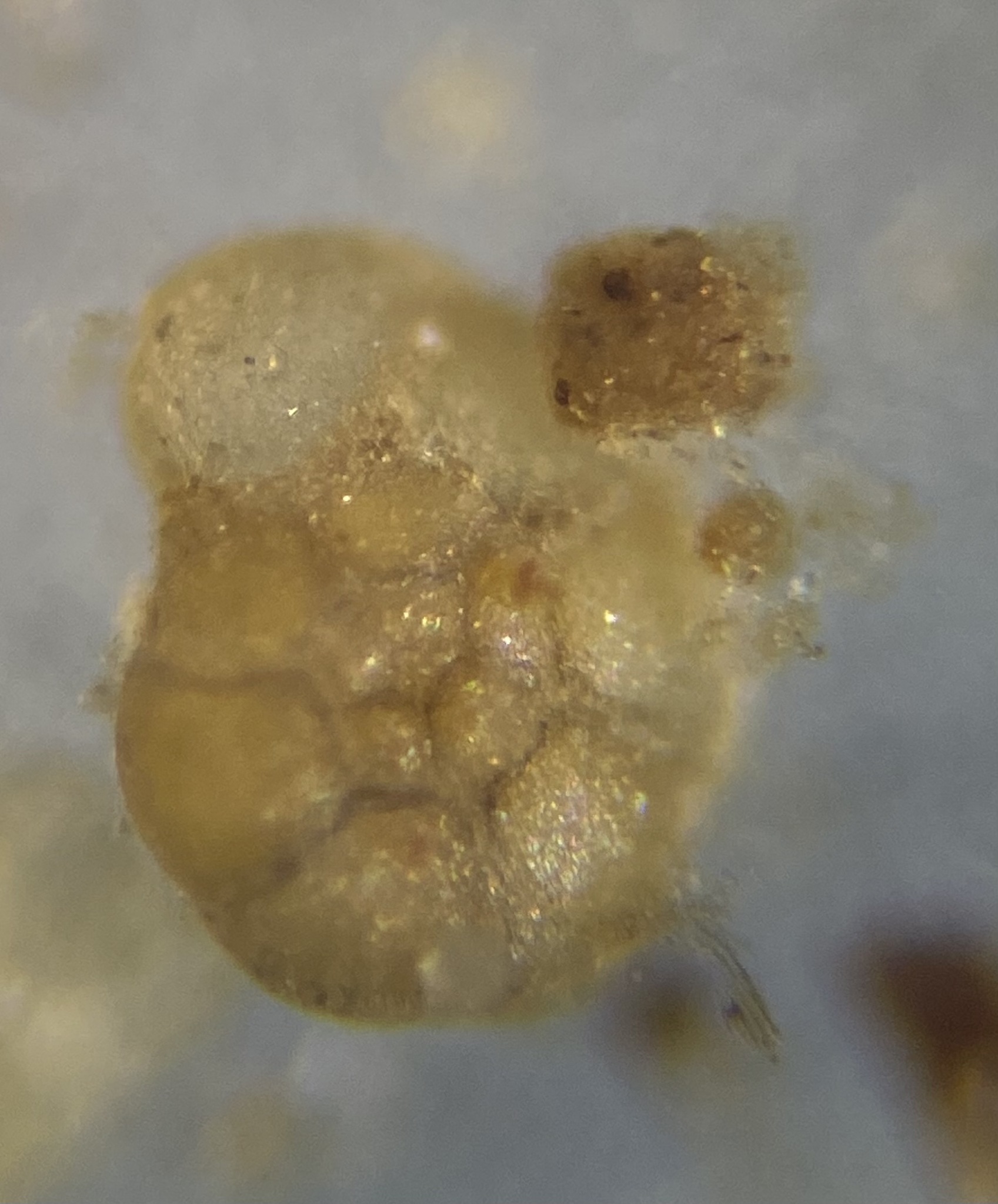 Trochammina Parker & Jones, 1859