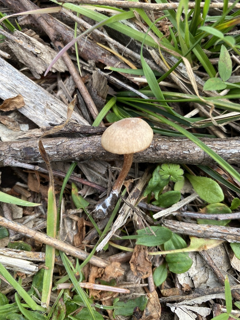 felted twiglet from Point Reyes National Seashore, Marin County, US-CA ...