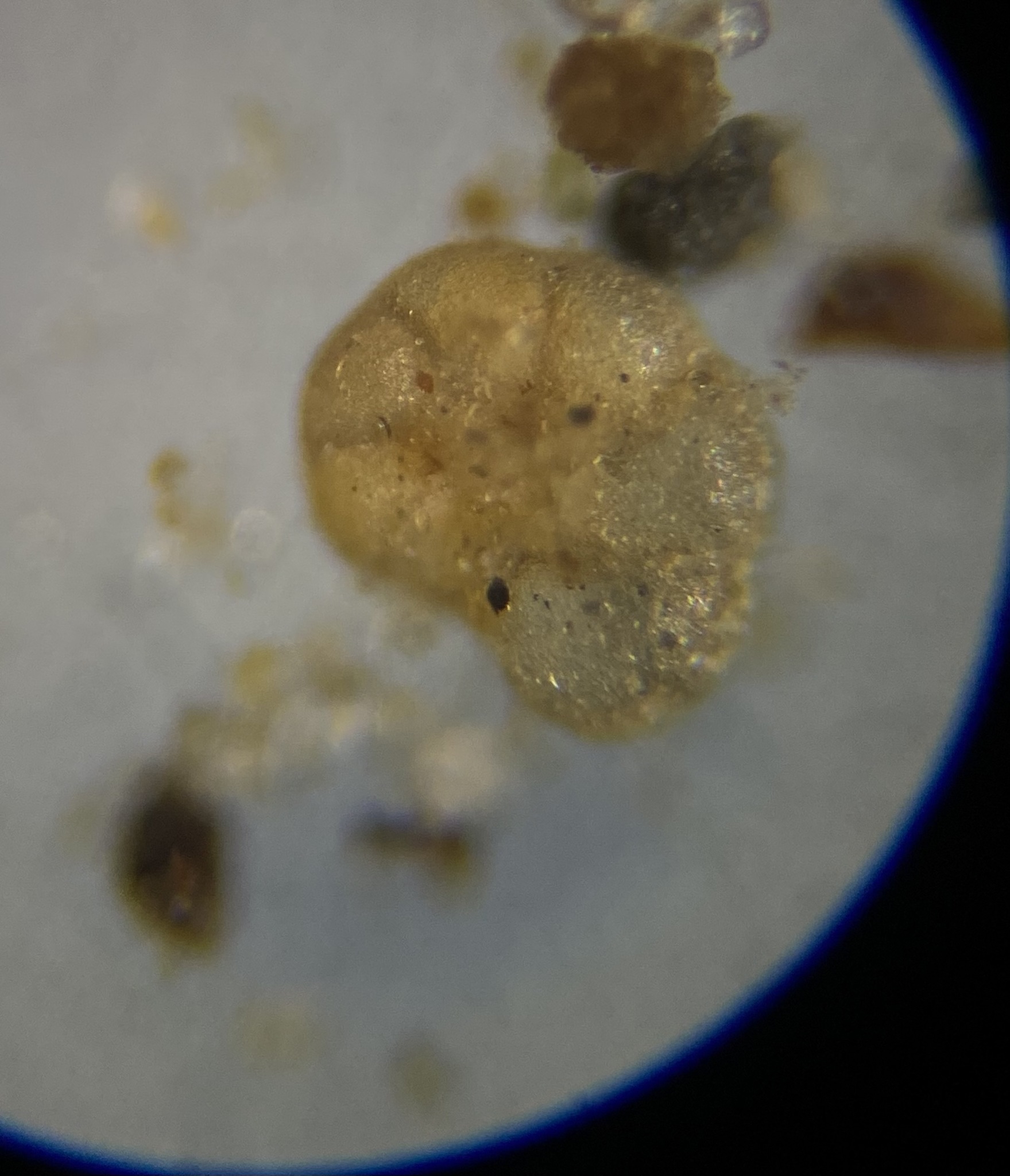 Trochammina Parker & Jones, 1859