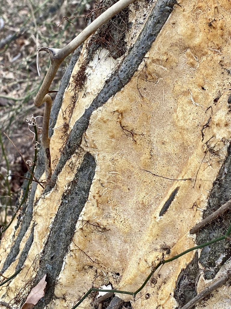 Poriella subacida from Prince St, Teaneck, NJ, US on January 15, 2022 ...