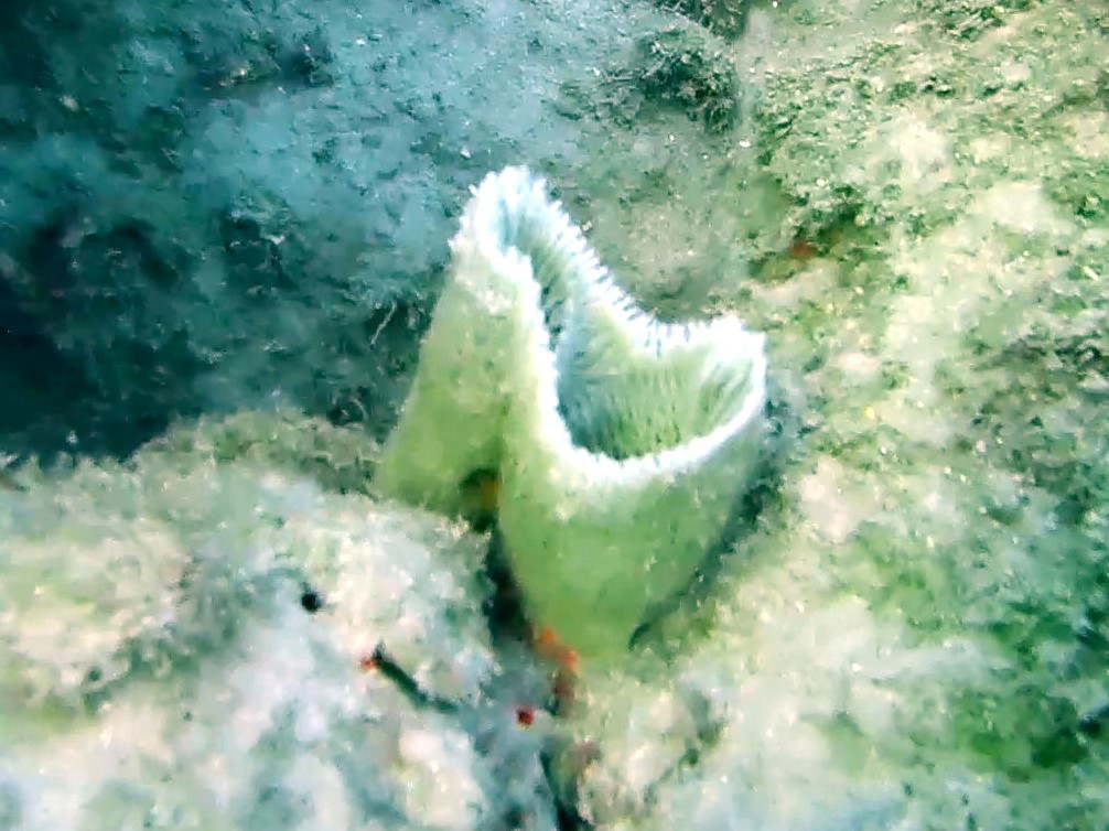 Niphates digitalis (Lamarck, 1814)