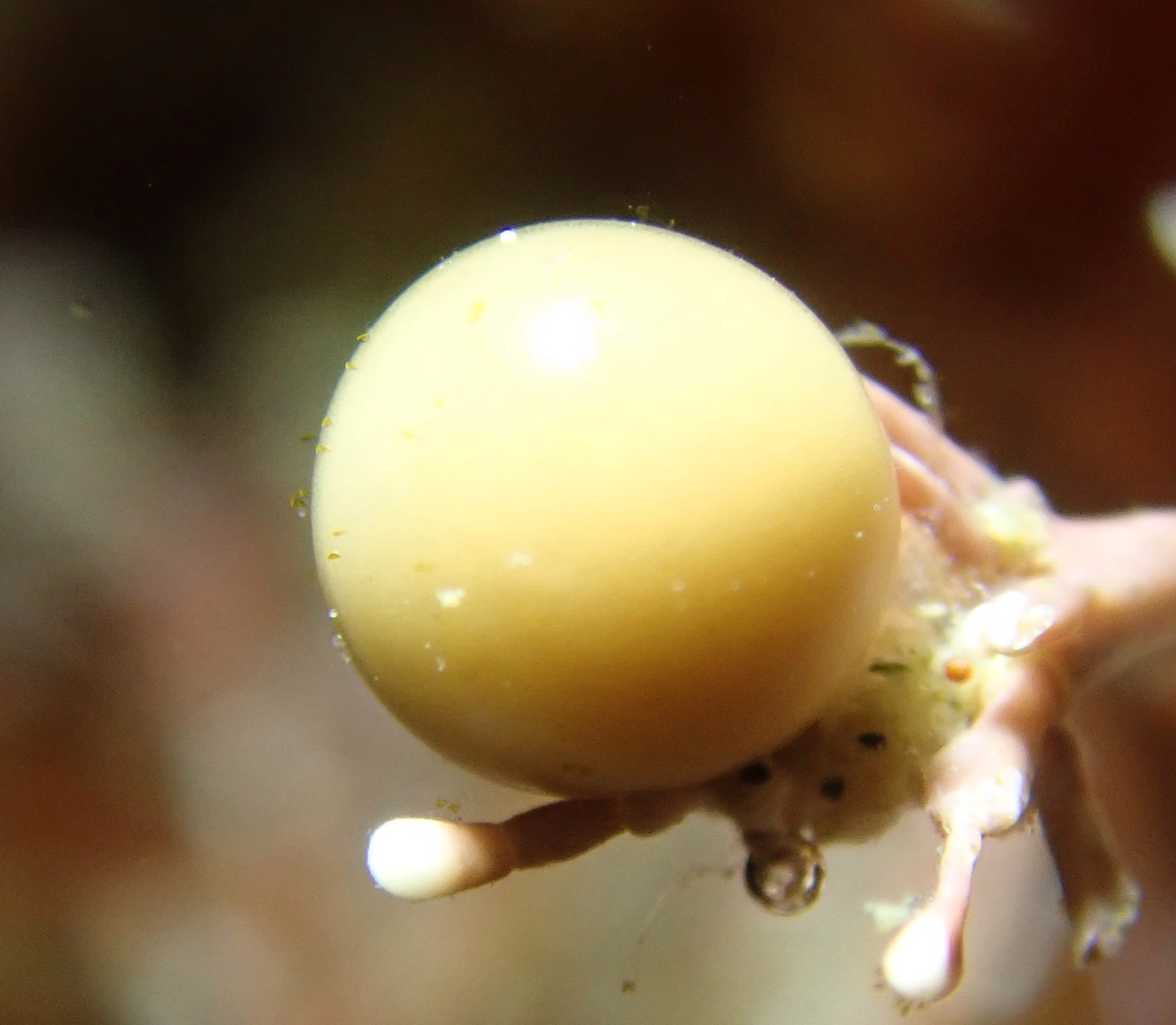 Gromia Dujardin, 1835