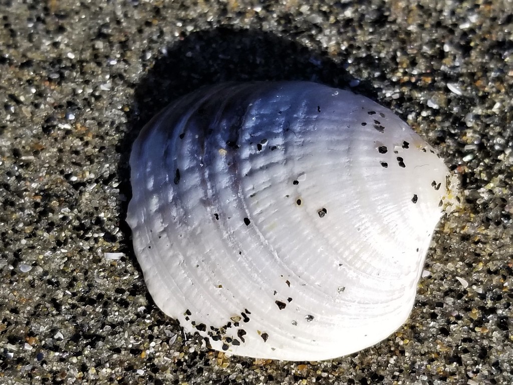 Wavy Chione from Coronado, CA, USA on May 04, 2018 at 05:32 PM by c ...