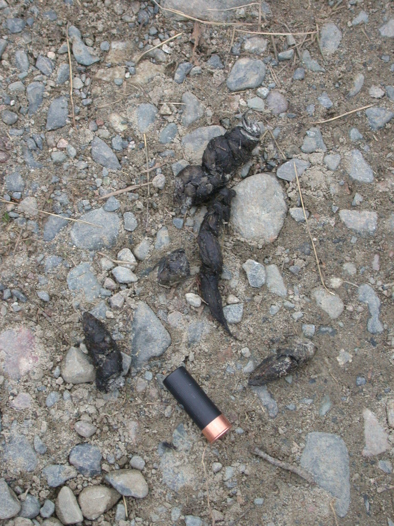 Gray Wolf from Cochrane District, ON, Canada on October 24, 2003 at 09: ...