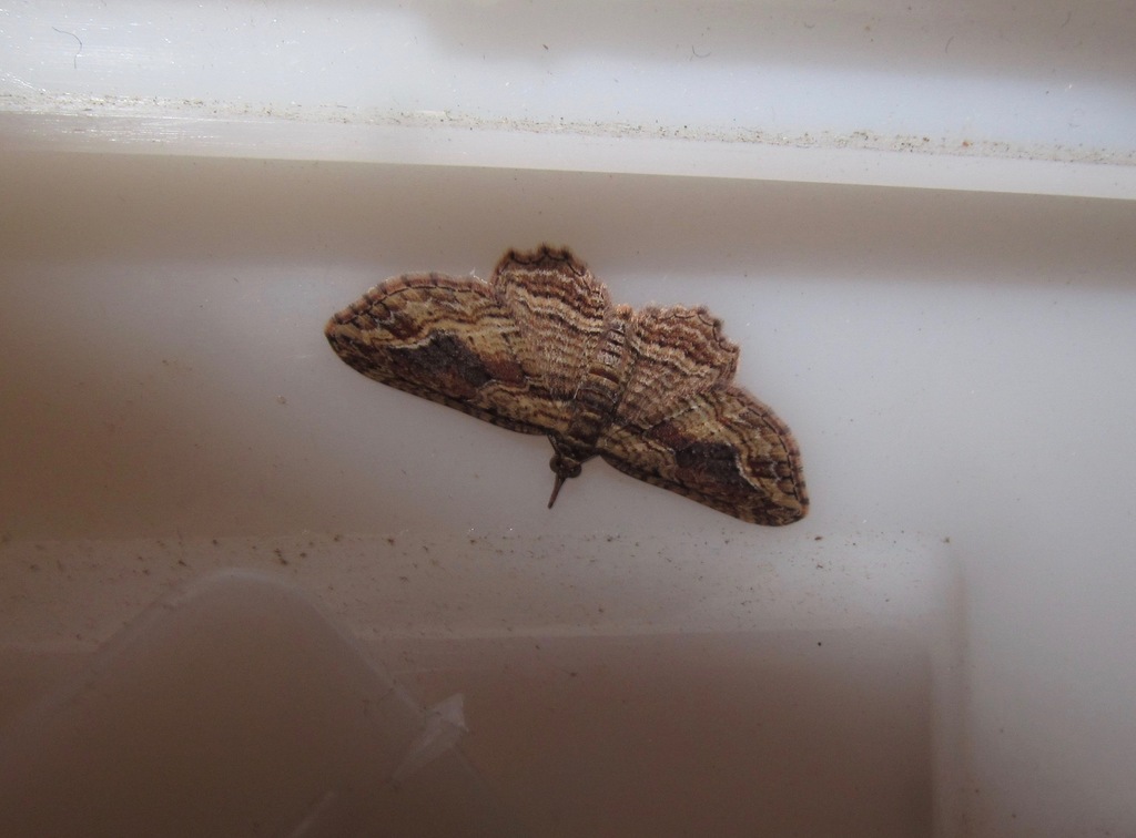 Australian Pug Moth from Hall Road, Sawyers Bay, New Zealand on January ...