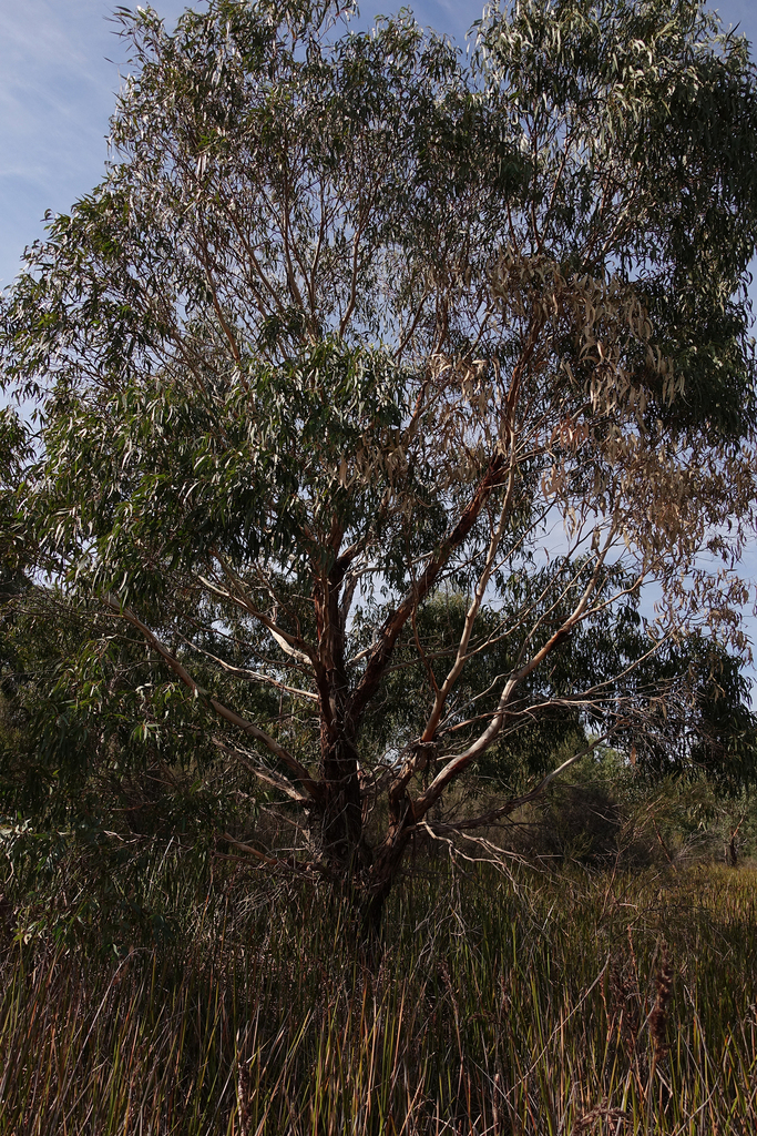 Grampians peppermint from Grampians VIC 3314, Australia on May 1, 2018 ...