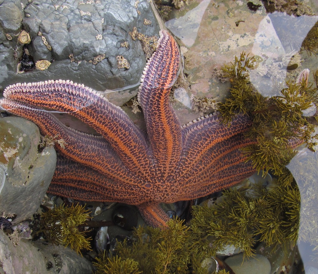 Reef Sea Star from Kaka Point 9271, New Zealand on January 11, 2022 at ...