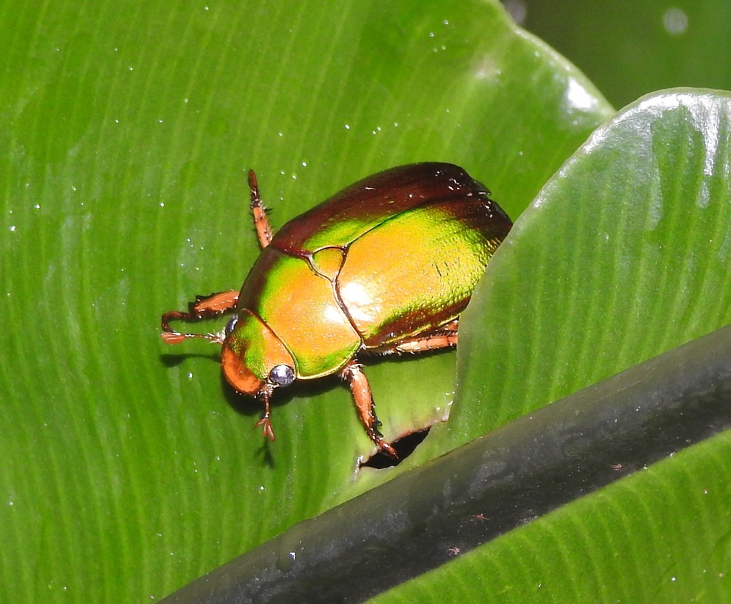 Christmas Beetles from Flecker Botanic Gardens, Cairns, QLD, Australia ...