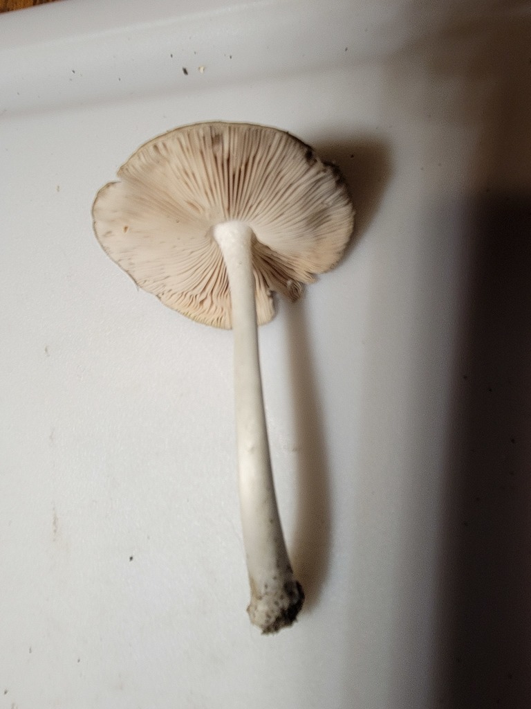 Pluteus hongoi from 3451 Harmonie State Park Rd, New Harmony, IN 47631 ...