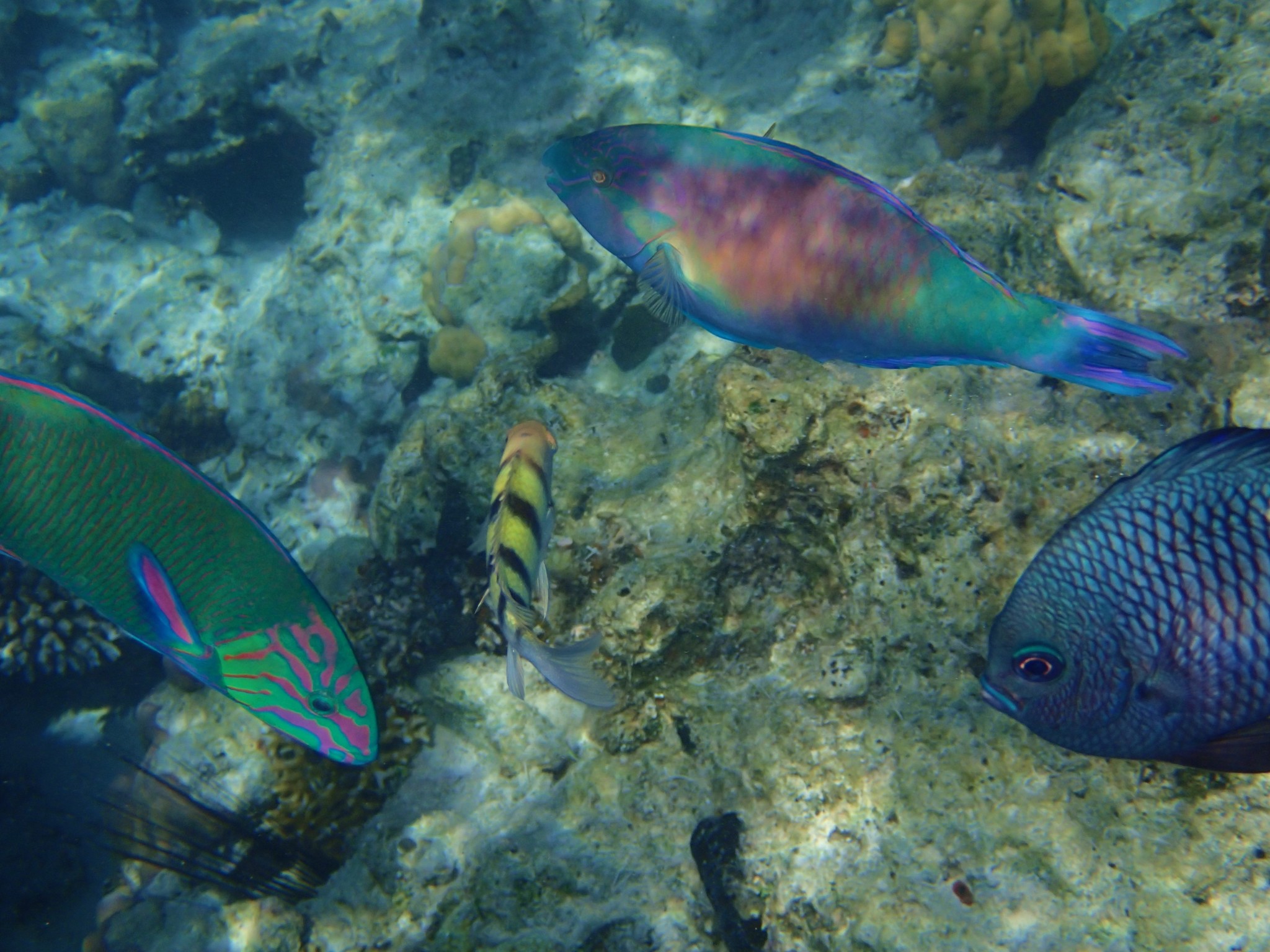 Scarus hypselopterus Bleeker, 1853