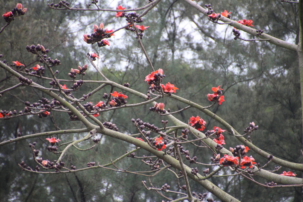 Red Silk Cotton Tree from Kwu Tung, Hong Kong on March 13, 2016 at 12: ...