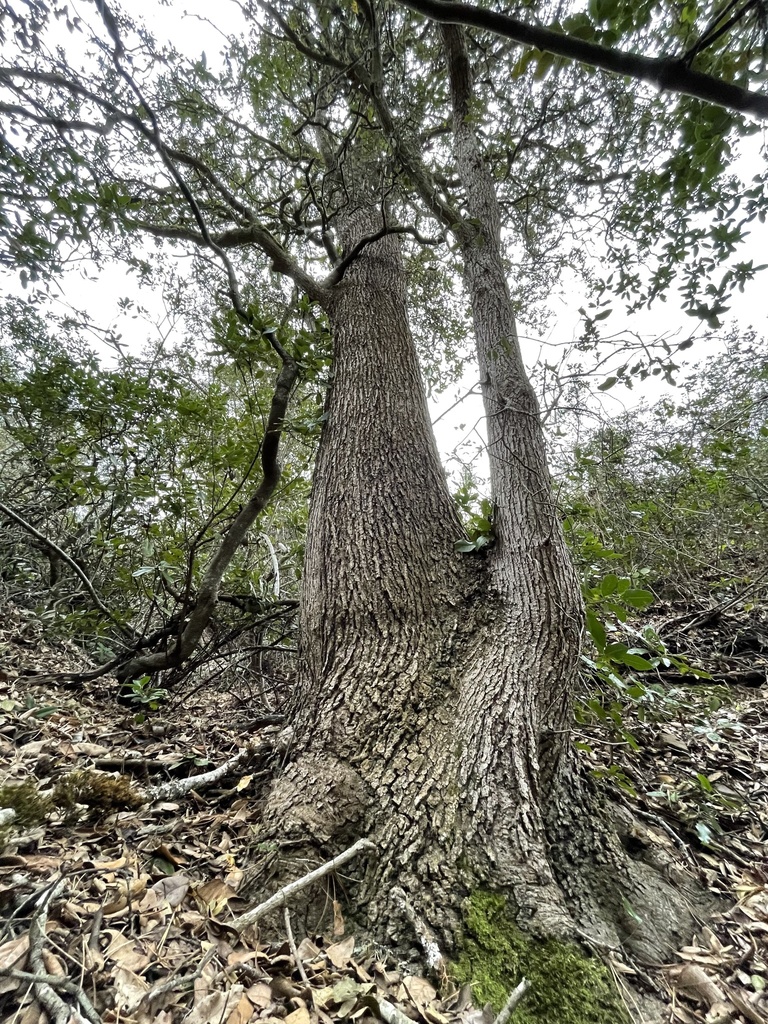 island oak (Quercus tomentella) - Botanical Realm