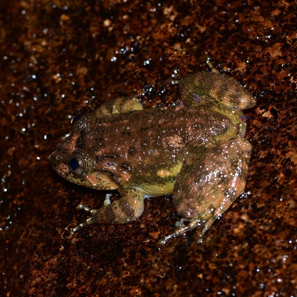 Meowing Night Frog from Munnar on January 5, 2022 at 09:14 PM by ...