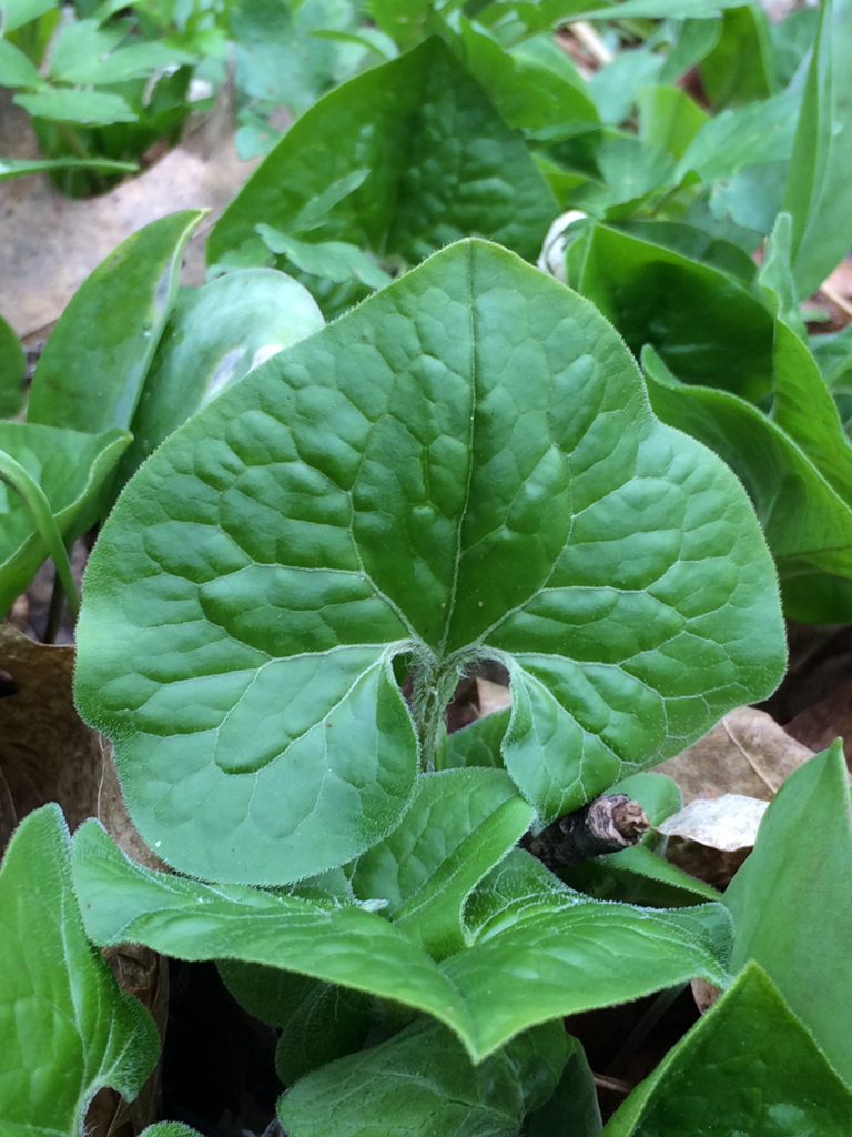 Canadian wild ginger from 8212 28th Ave, Georgetown, MI, US on April 25 ...