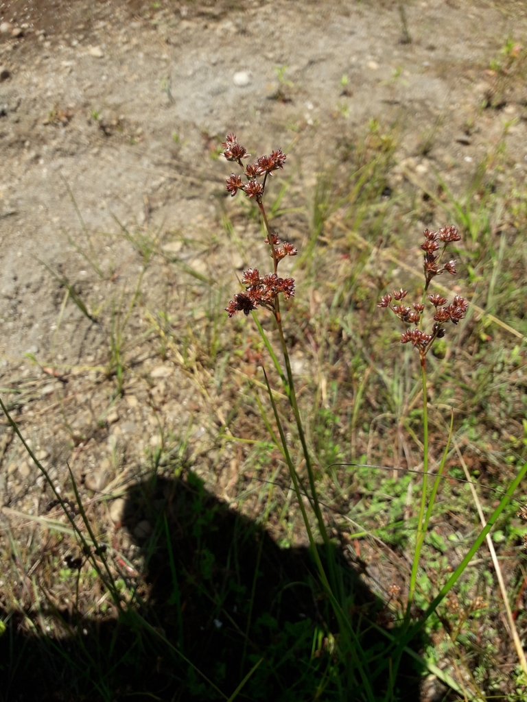 Juncus microcephalus from Lake Reserve 5771, New Zealand on January 16 ...