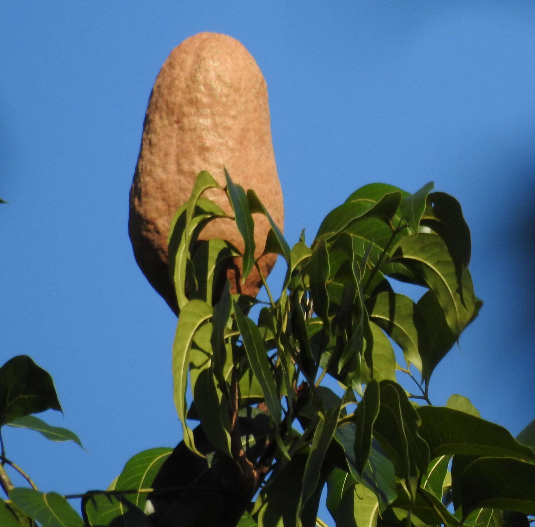 Swietenia macrophylla G.King