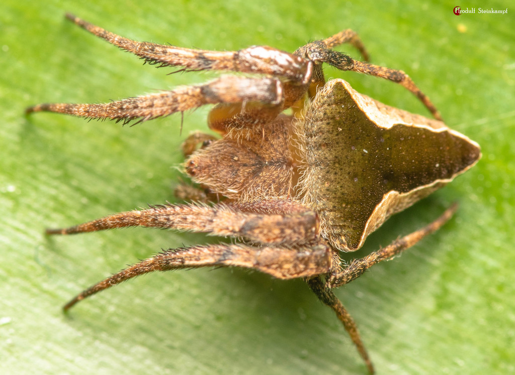Triangle Orb-web Spiders from Karkloof Rd, Howick, 3290, South Africa ...