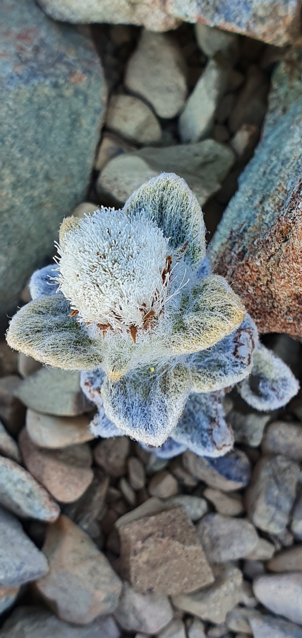 Haastia sinclairii Hook.fil.