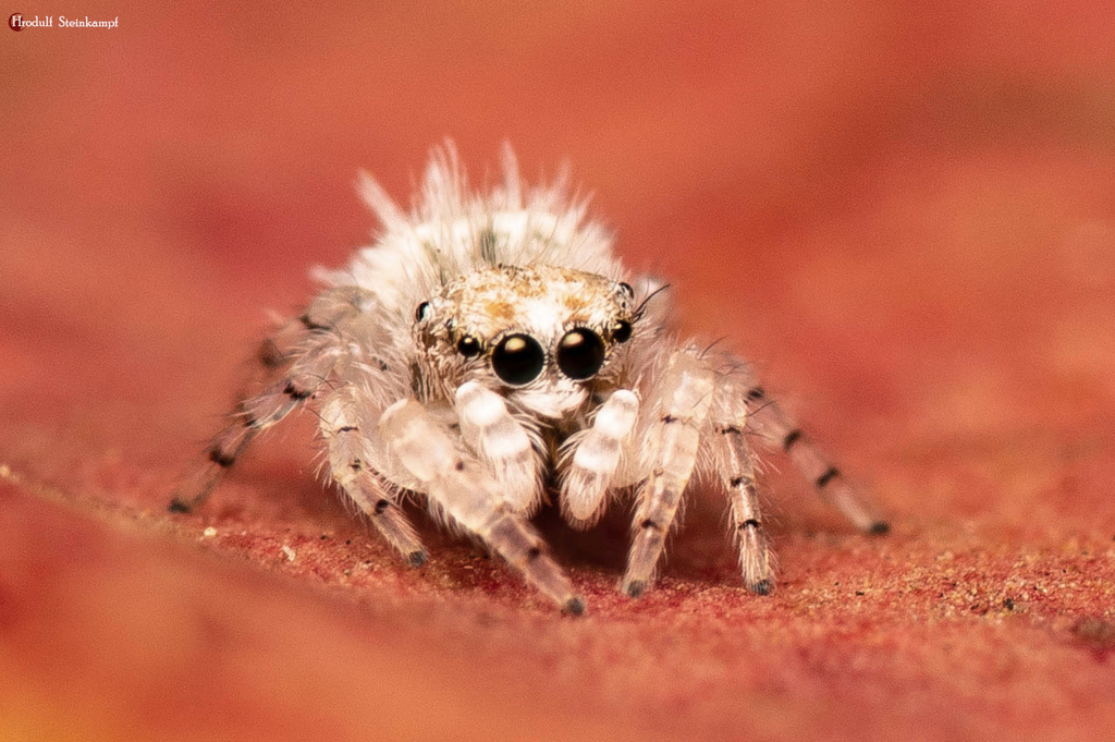 Sheepy Jumping Spider from South Africa on October 06, 2020 at 08:24 PM ...