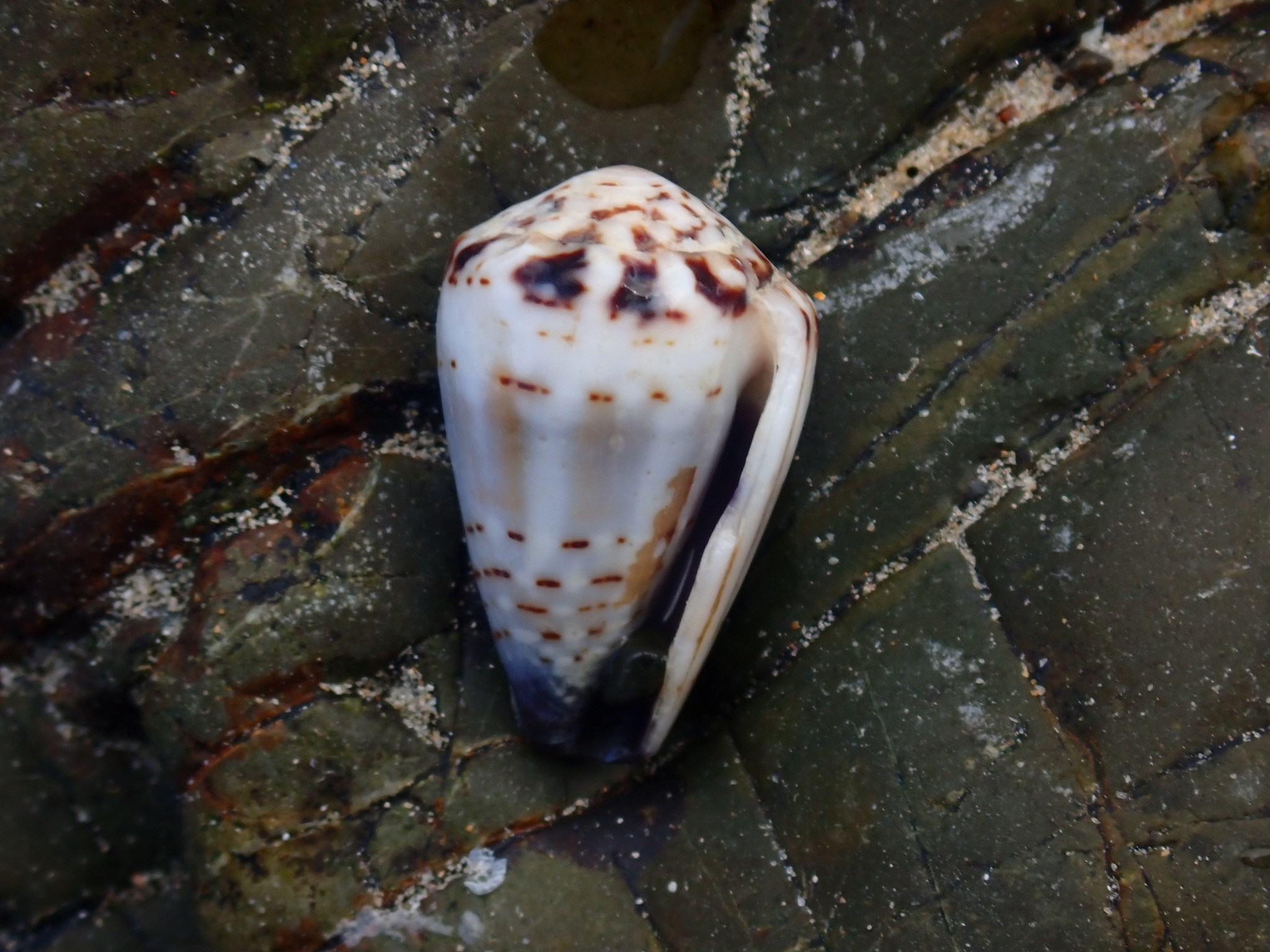 Conus musicus Hwass, 1792